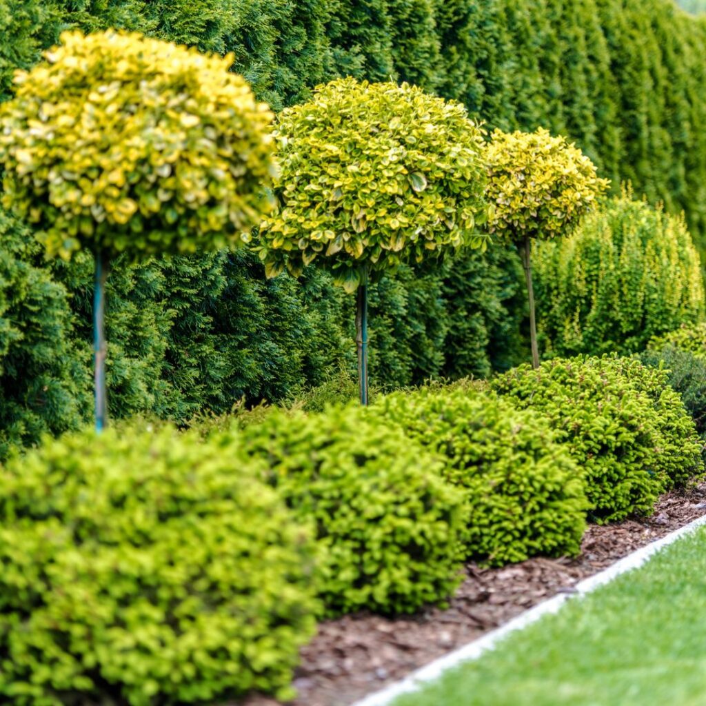 Evergreen Plants, Shrubs, and Trees You Should Consider - Advanced ...